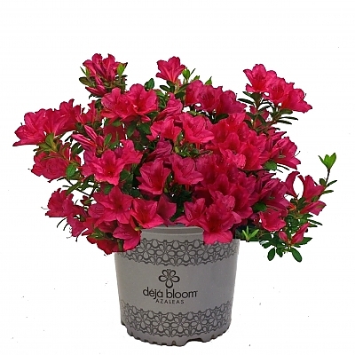Creating Beauty That Inspires | J. Berry Nursery