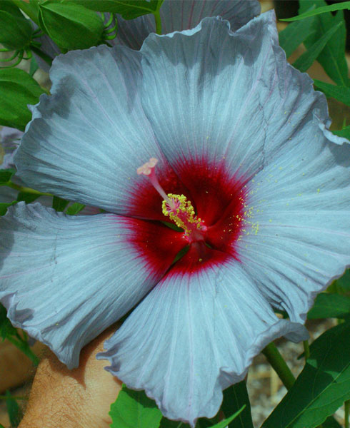 Family Owned Wholesale Nursery | J Berry Nursery