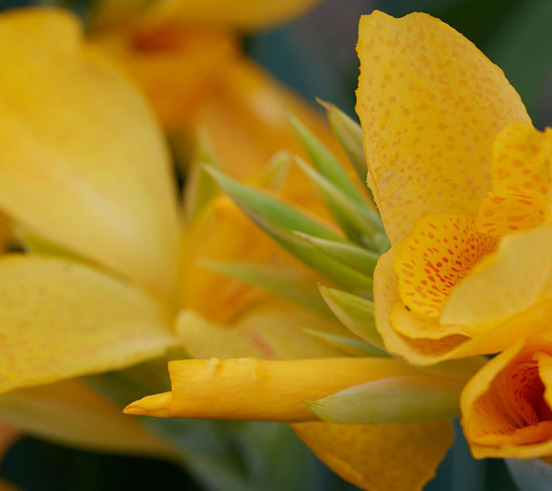 Creating Beauty That Inspires | J. Berry Nursery