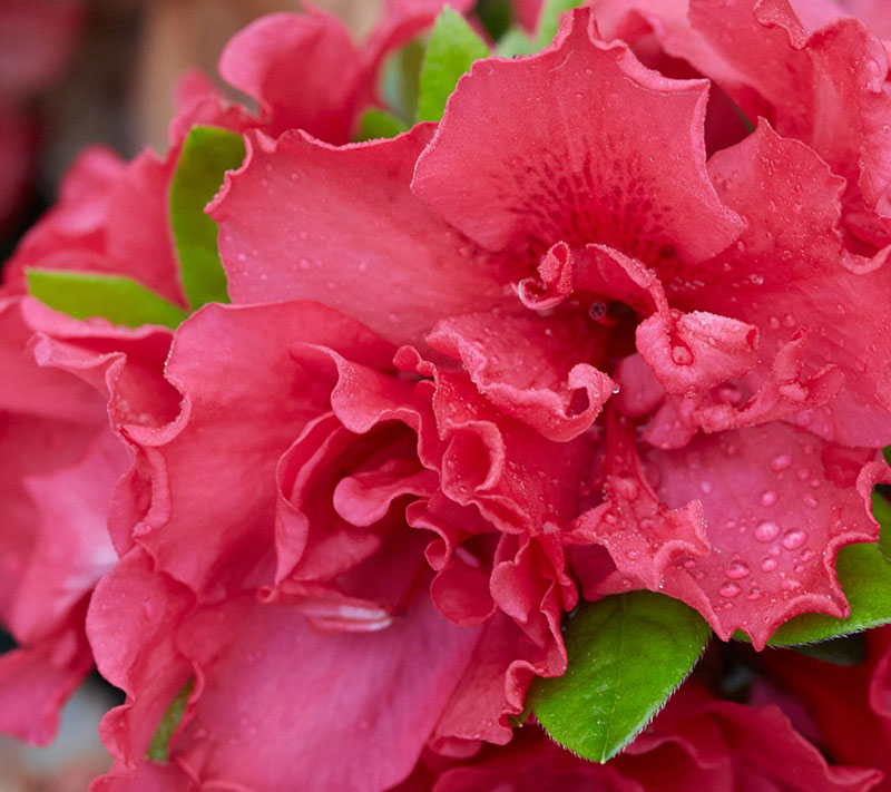 Creating Beauty That Inspires | J. Berry Nursery