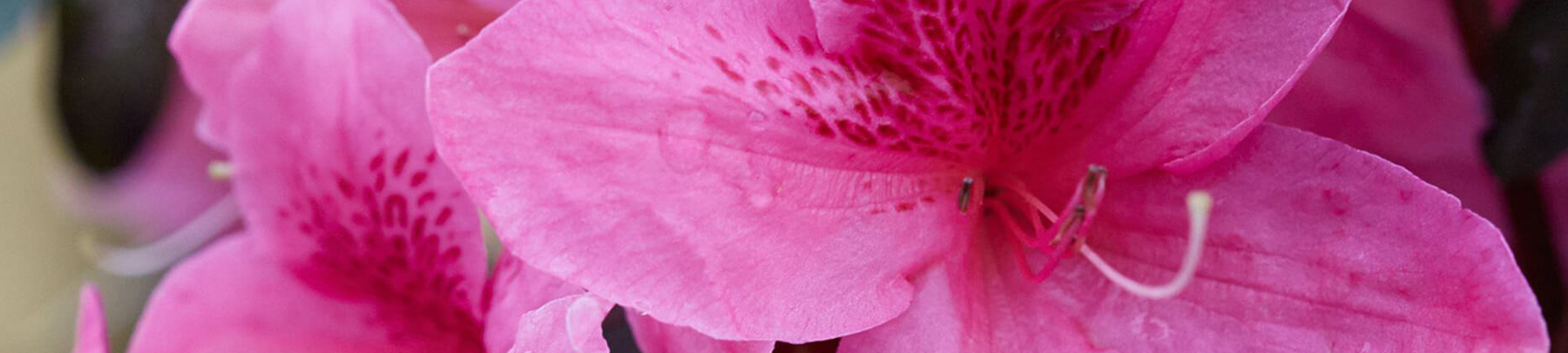 Deja Bloom Azaleas | Gallery