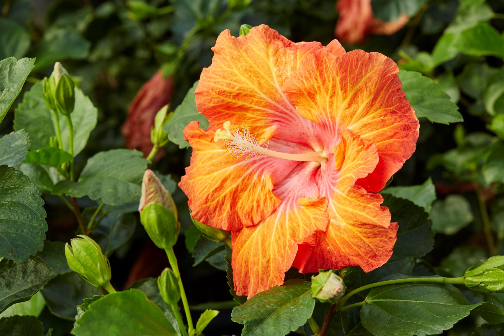 Hollywood Hibiscus | Our Plant Collection | J. Berry Nursery