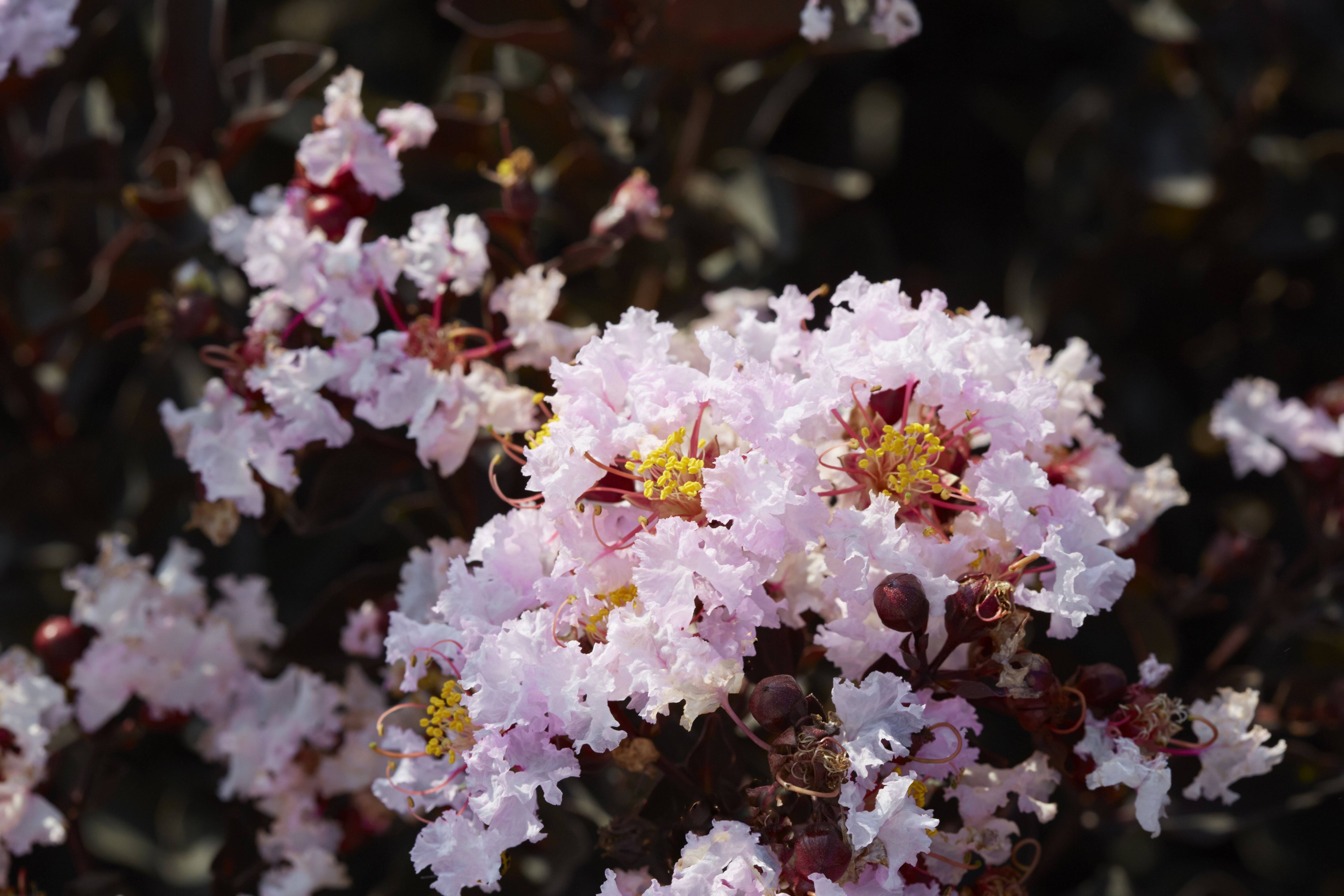 Black Diamond Crapemyrtles | Our Plant Collection | J. Berry Nursery