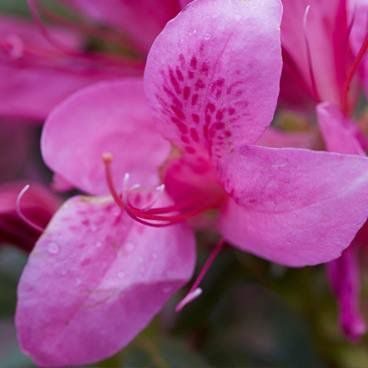 Our Plant Collection | J. Berry Nursery