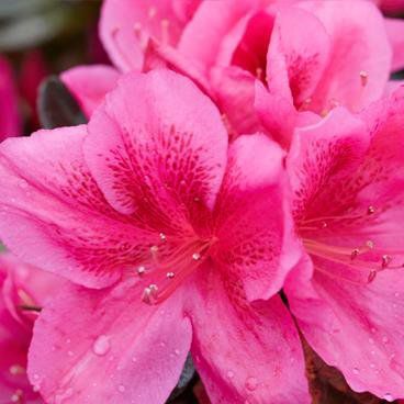 Our Plant Collection | J. Berry Nursery