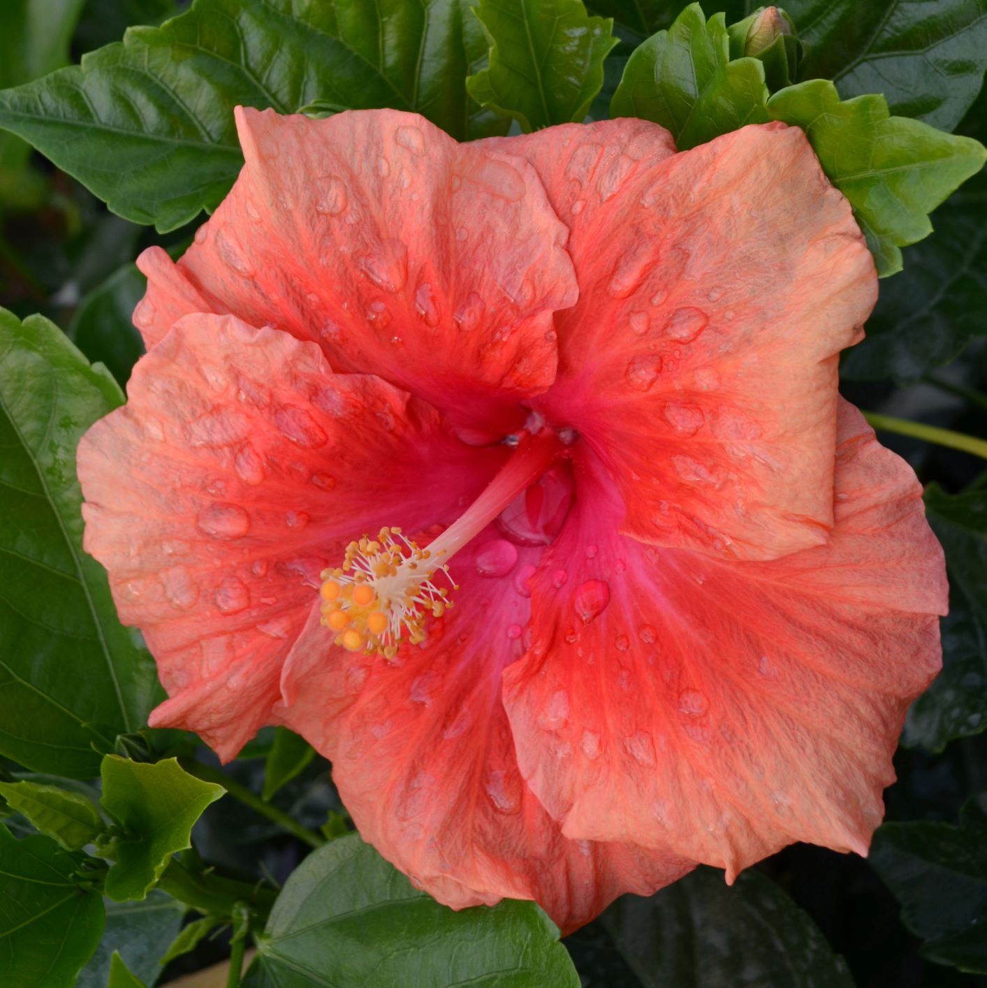 Hollywood Hibiscus | Our Plant Collection | J. Berry Nursery
