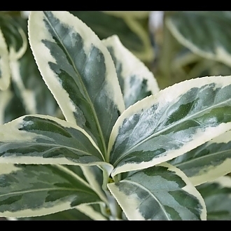 Our Plant Collection | J. Berry Nursery