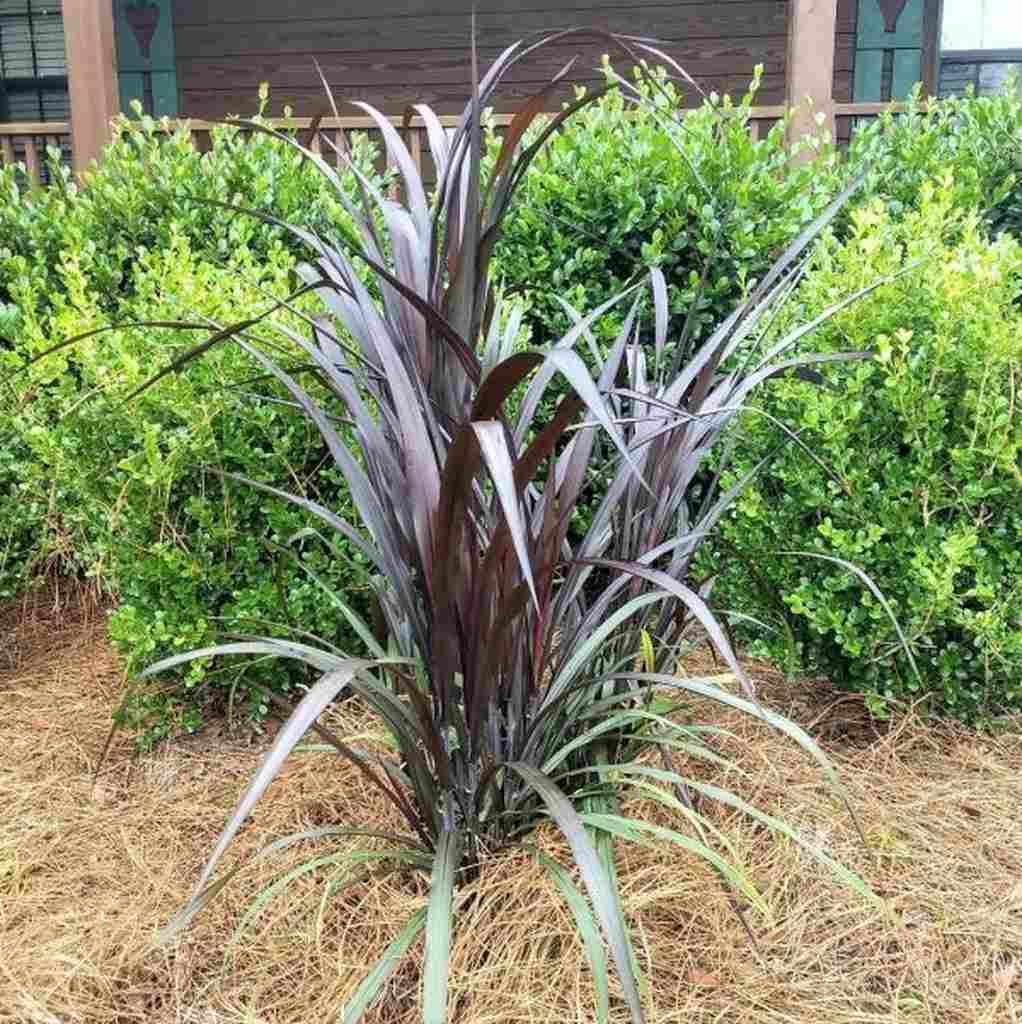 First Knight | Grasses | Our Plant Collection | J. Berry Nursery