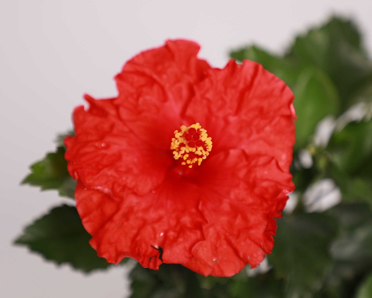 Hollywood Hibiscus | Our Plant Collection | J. Berry Nursery
