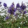 Busy Bee™ | Vitex | Our Plant Collection | J. Berry Nursery