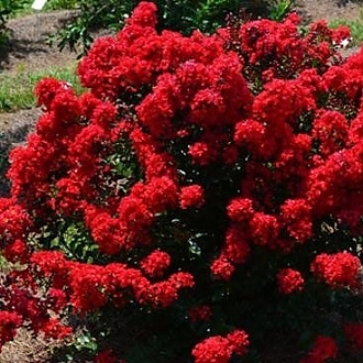 Our Plant Collection | J Berry Nursery