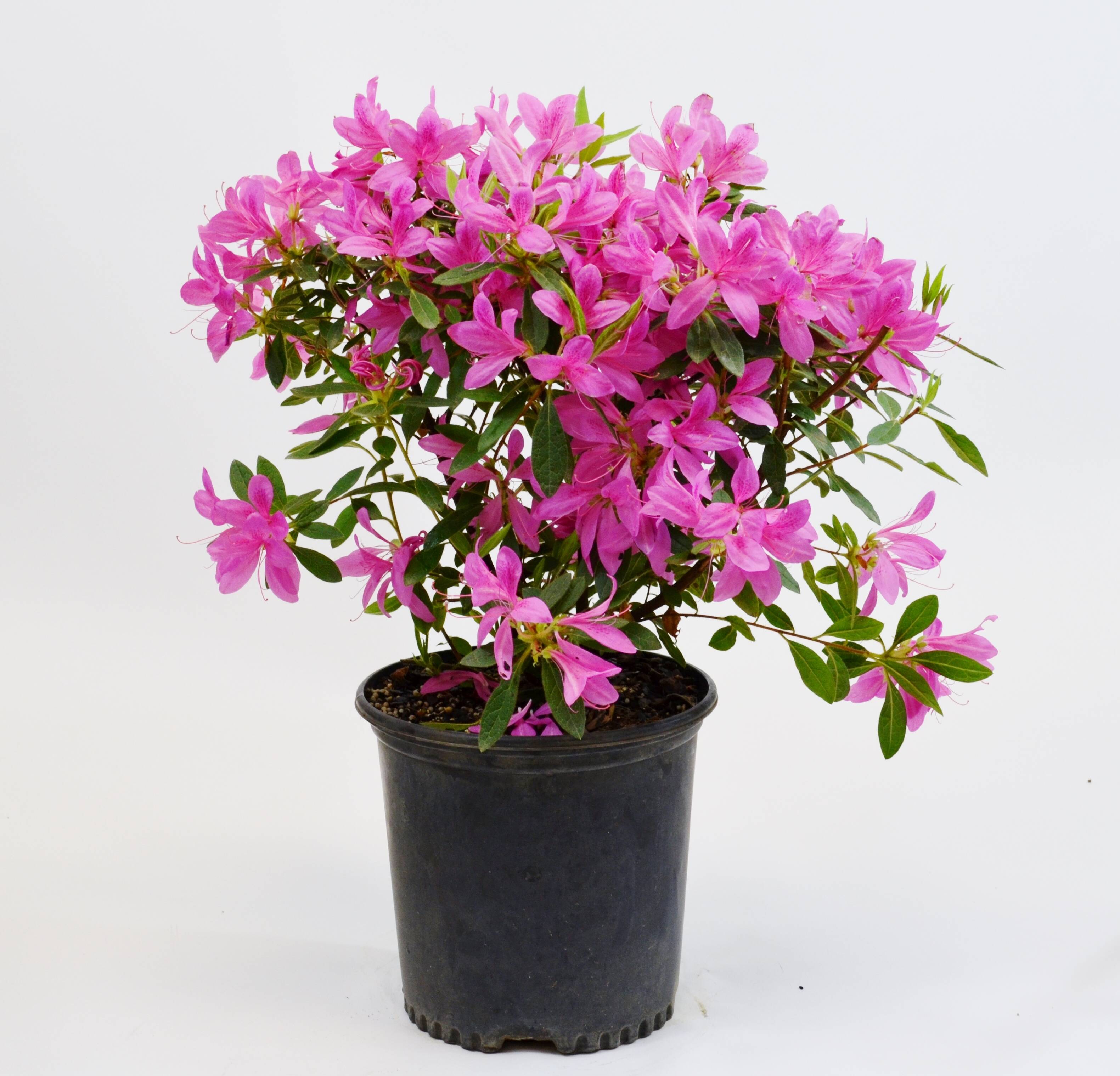Our Plant Collection | J. Berry Nursery