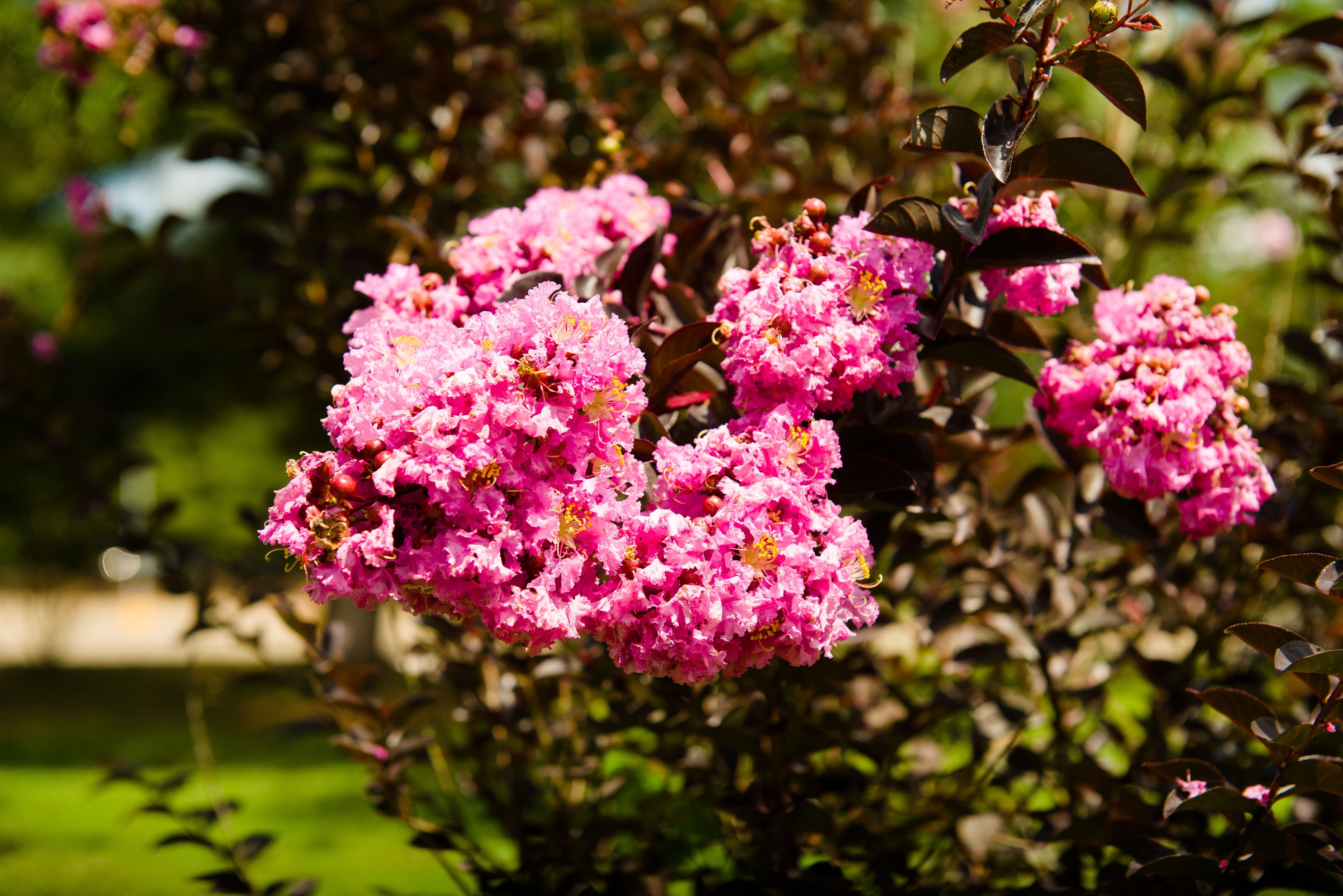 Black Diamond Crapemyrtles | Our Plant Collection | J. Berry Nursery
