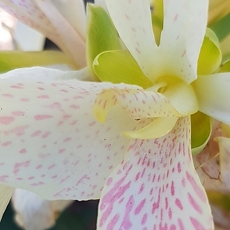 Our Plant Collection | J. Berry Nursery