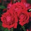 Double Red | Knock Out® Roses | Our Plant Collection | J. Berry Nursery