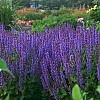 Color Spires® Violet Riot | Proven Winners® | Our Plant Collection | J ...